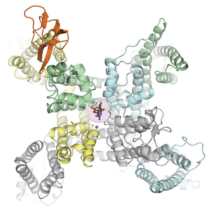 Insect sodium channels visualized with cryo-electron microscopy﻿