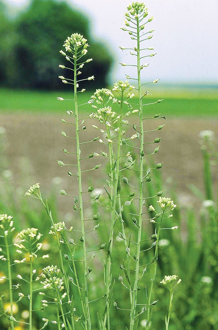 Ag giants pan EU decision to regulate gene-edited crops