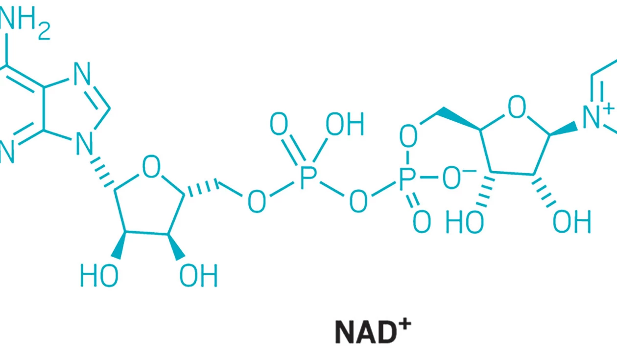 Firms feud over purported age-fighting molecule
