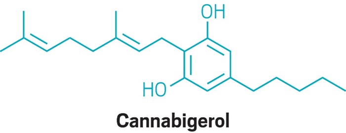 Ginkgo partners with Cronos for fermentation-derived cannabinoids