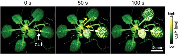 Plants signal danger through nervelike process