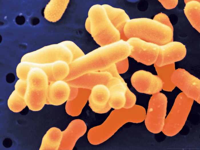 Two studies analyze the aftermath of antibiotics