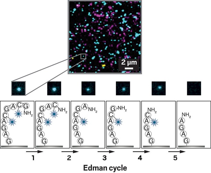 Single-molecule method identifies proteins in mixtures