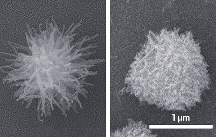 Spiky particles enhance immune responses in mice