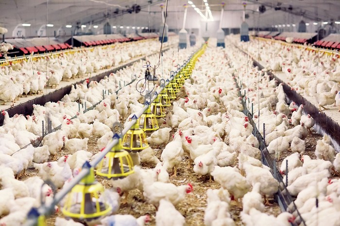 Boosting farm animal health with beneficial microbes