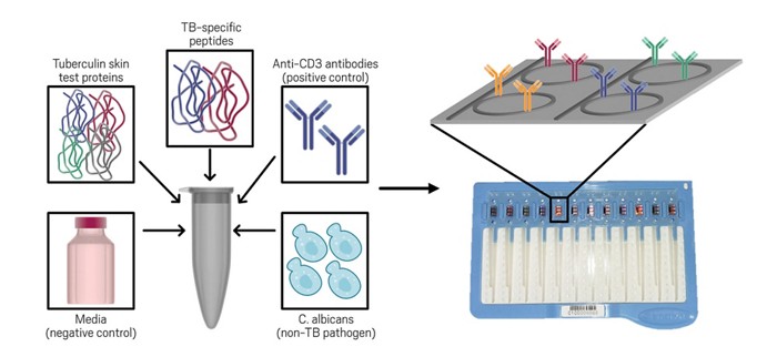 Assay detects latent tuberculosis