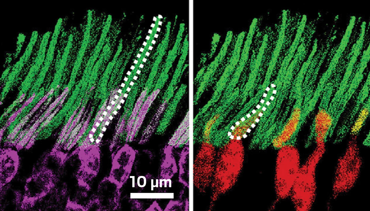 Injectable nanoparticles give mice infrared vision