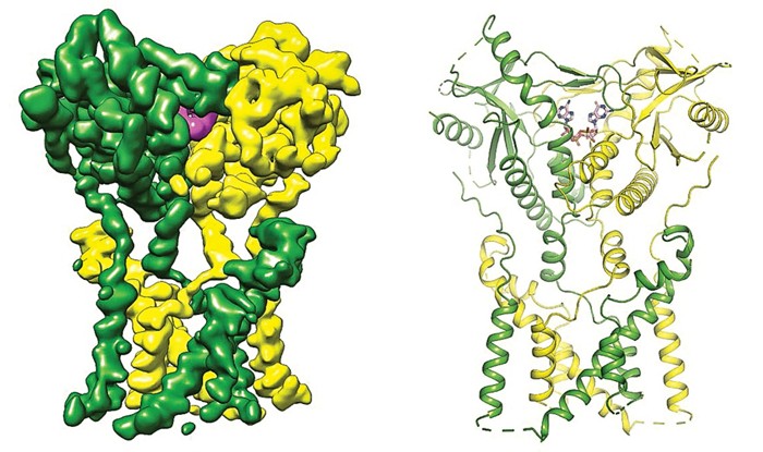 Scientists probe STING structure and activity