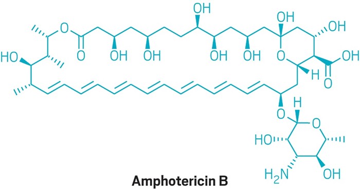 Amphotericin B improves cystic fibrosis symptoms in cultured cells and pigs
