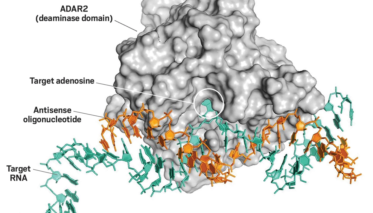 Watch out, CRISPR. The RNA editing race is on