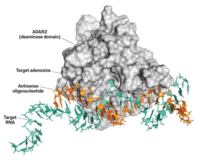 Watch out, CRISPR. The RNA editing race is on