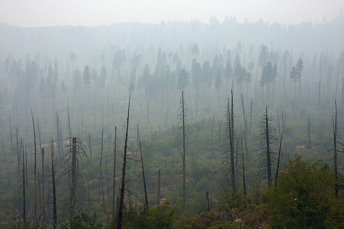 Wildfire smoke may cause more asthma hospitalizations than other forms ...