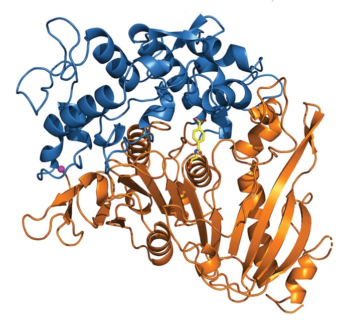 Structure of plastic-munching enzyme MHETase solved