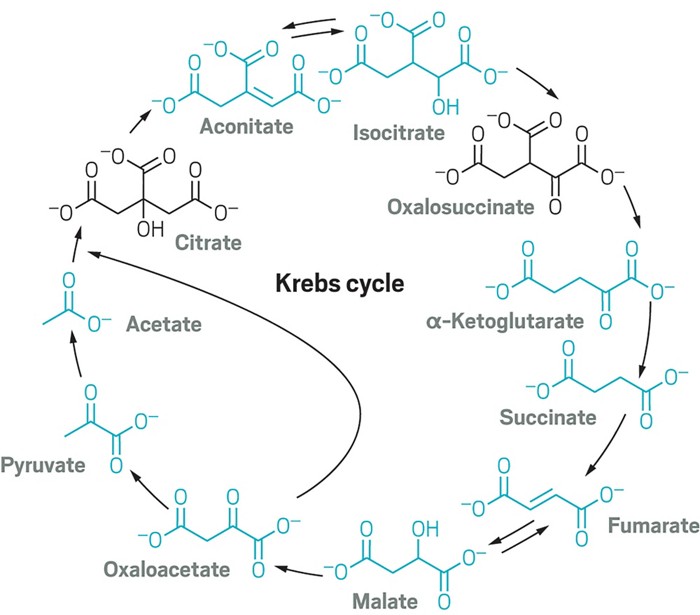 Krebs Cycle Diagram With Enzymes Citric Acid Cycle An Overview