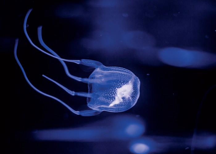 Box Jellyfish Venom Mechanism Box Jellyfish | Life Cycle, Facts