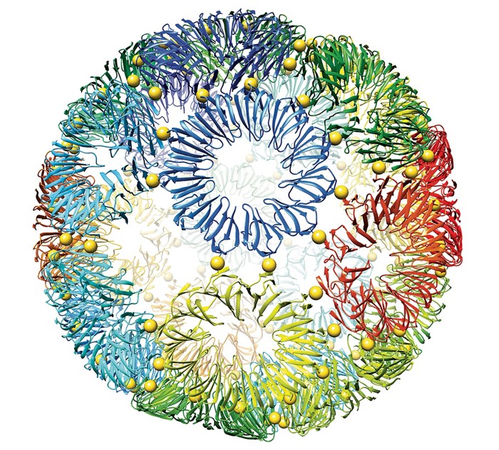 Complex polyhedron assembled from proteins