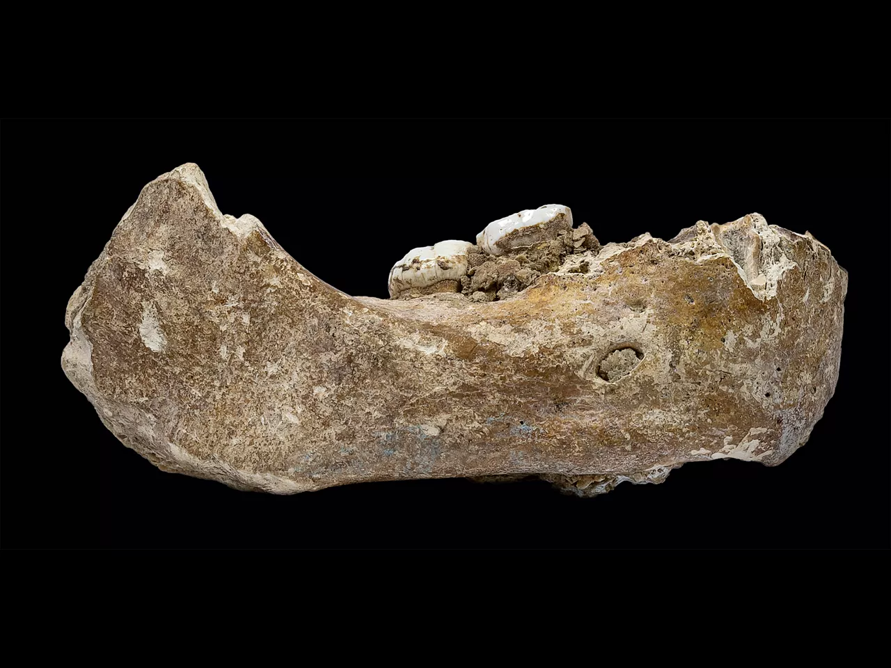 Ancient proteins tell tales of our ancestors
