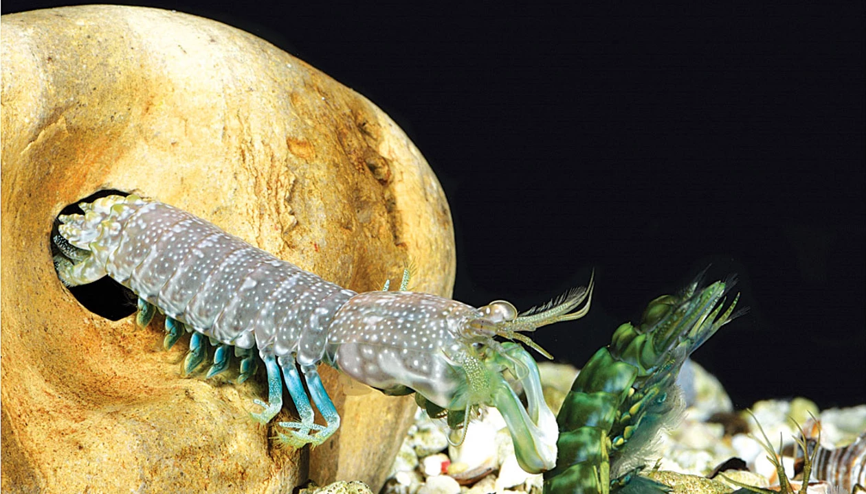 Uncovering the secret of aggressive shrimp’s tough body armor