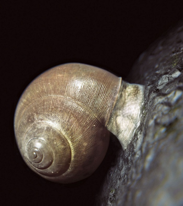 Snail mucus inspires new superglue