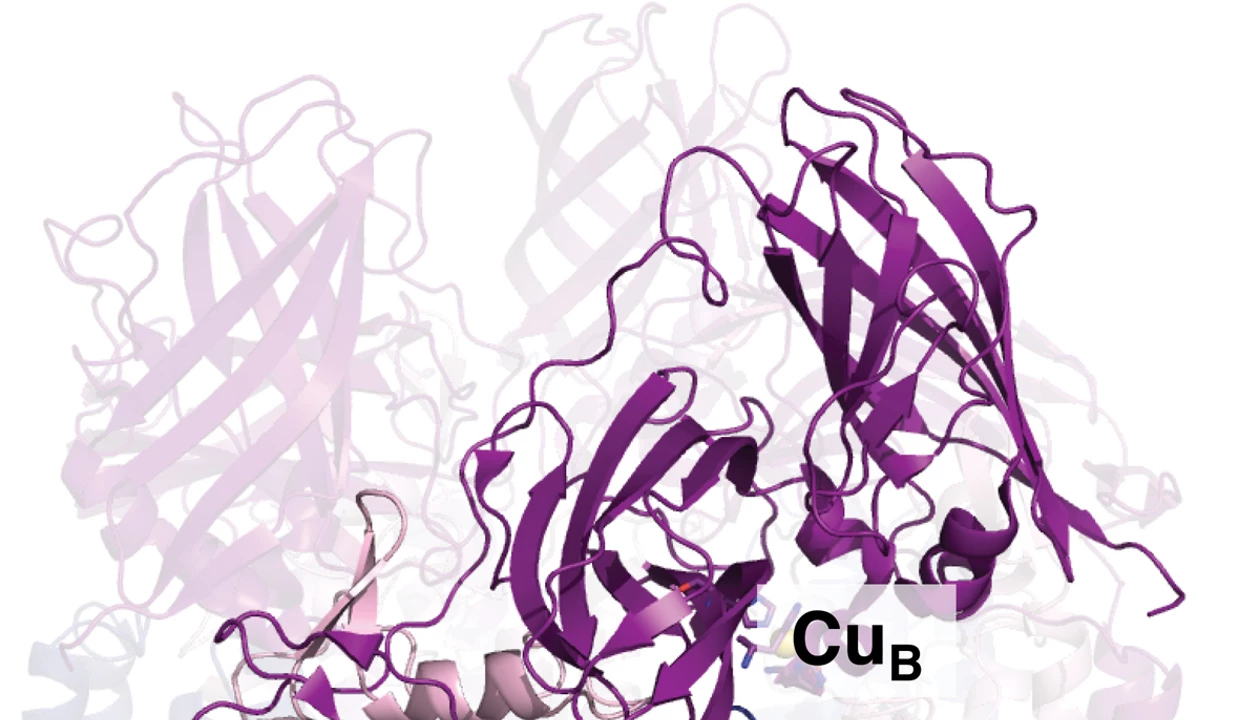 Methods pinpoint copper binding sites in enzyme from methane-munching ...