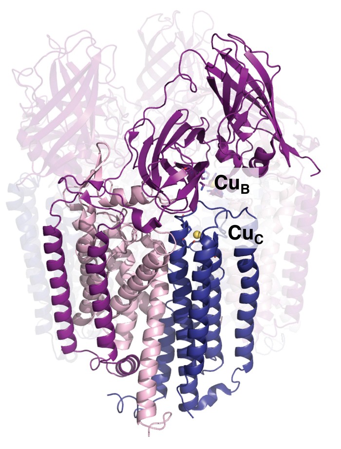 Methods pinpoint copper binding sites in enzyme from methane-munching ...