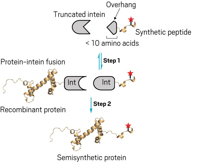 Reaction cascade modifies proteins