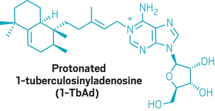 Tuberculosis-causing bacterium produces antacid that may help bug persist