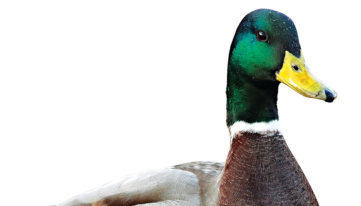 US EPA proposes to waive pesticide toxicity test on birds