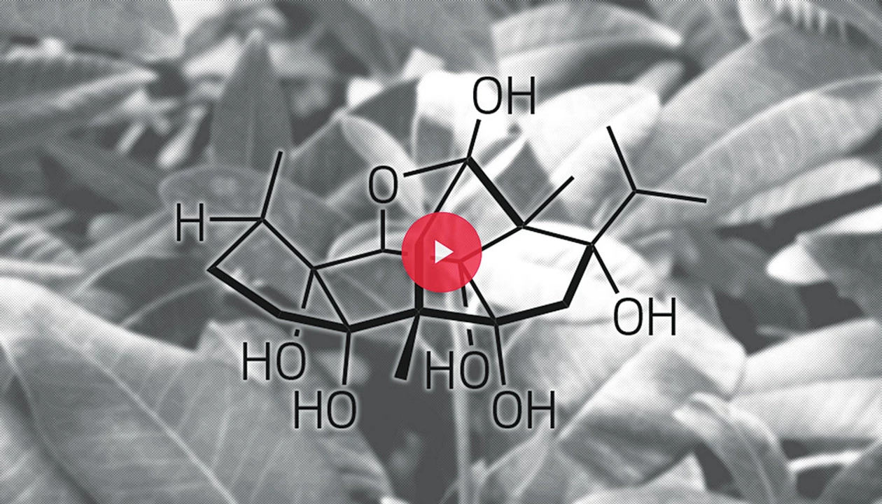 Video: Chemists synthesize perseanol—a natural insecticide—for first time
