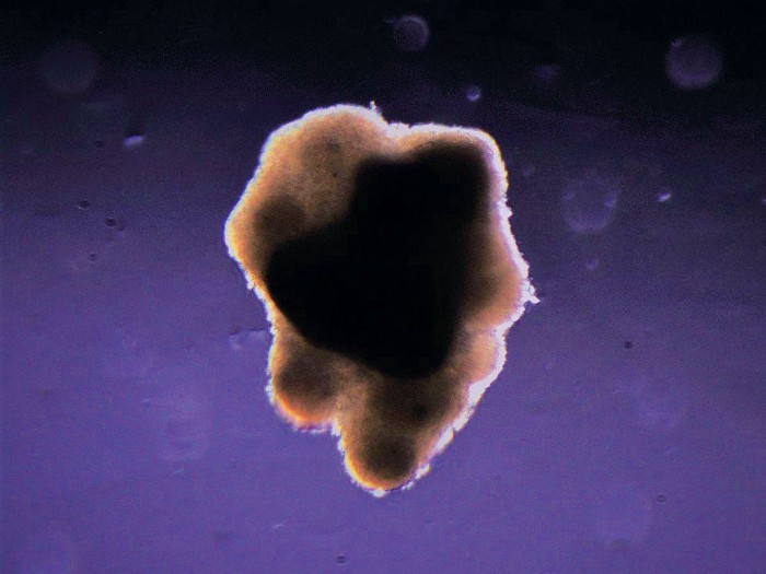 Cultured meat grows in space, attracts funds