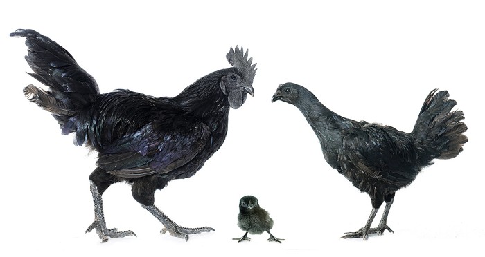 Black Baby Chickens What Kind Of Bantams Are These Chicks? *UPDATED!*