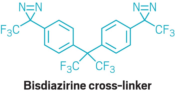 Double diazirine cross-links virtually any organic polymer