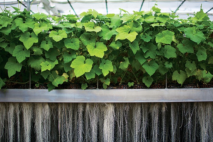 Clariant partners with plant-milking firm Plant Advanced Technologies