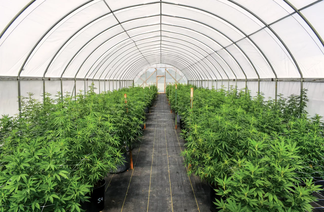 Hemp growing pains