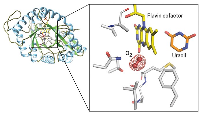 Unusual monooxygenase mechanism adds oxygen to molecules without ...