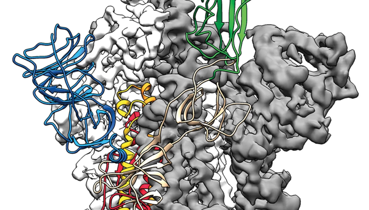 Structure of novel coronavirus spike protein solved in just weeks