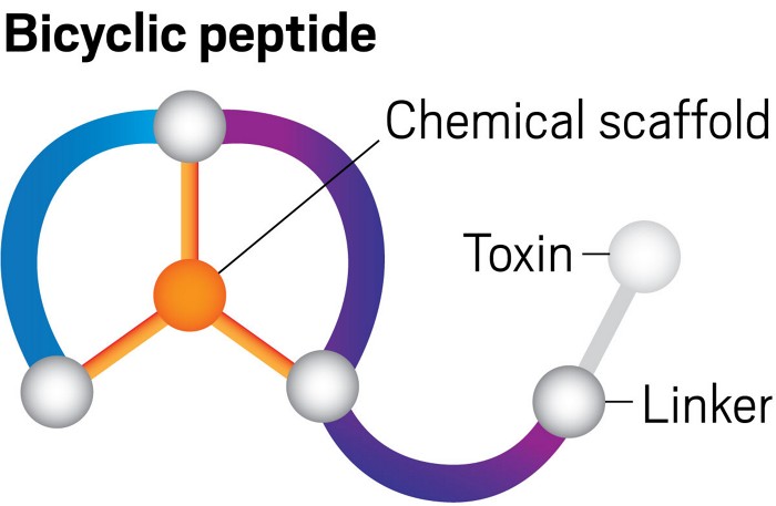 Genentech strikes cancer drug deal with Bicycle