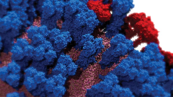 A full simulation of H1N1 flu virus