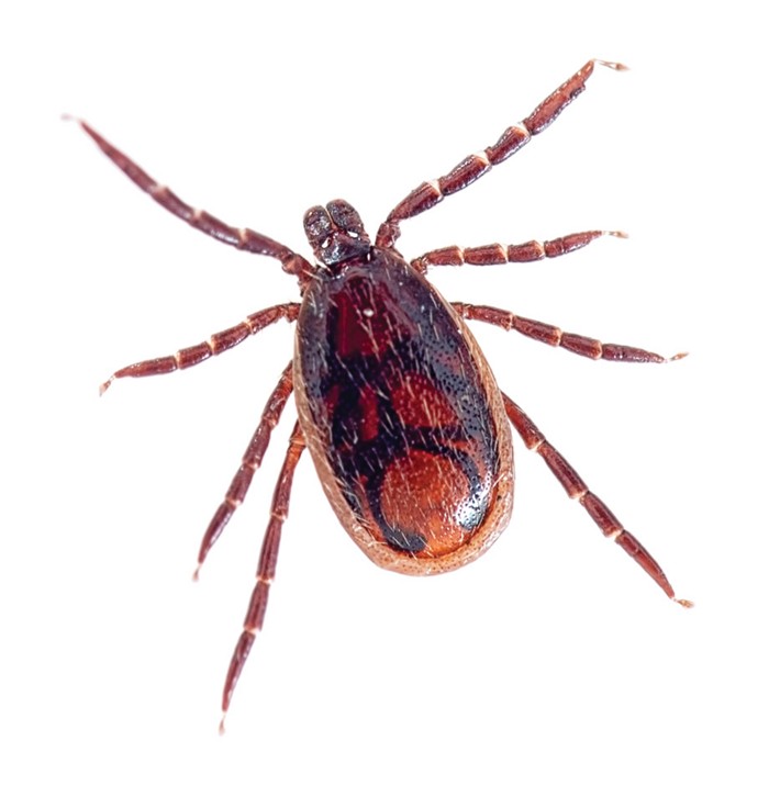 Tick protein keeps tabs on inflammation