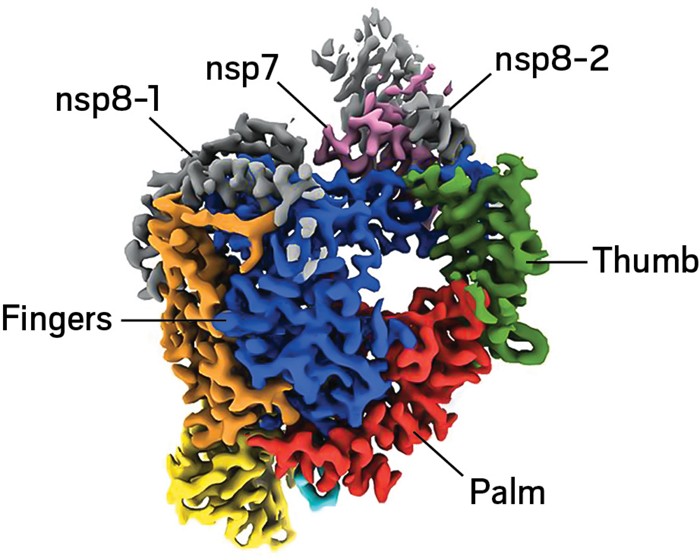 Structure of SARS-CoV-2 RNA-dependent RNA polymerase published