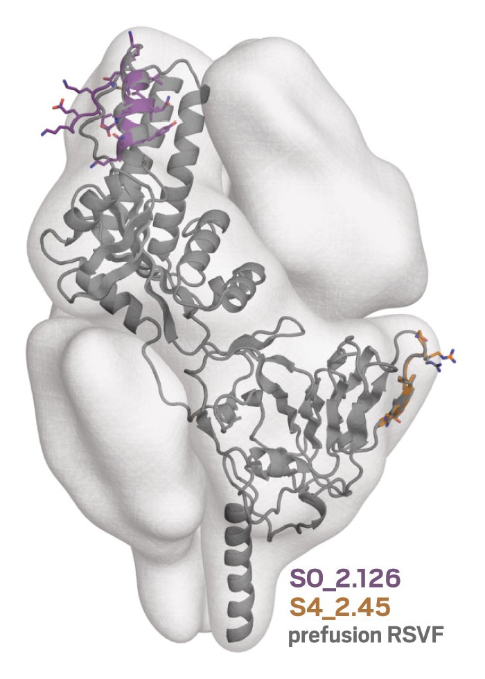 Designer proteins prompt animals to make protective antibodies