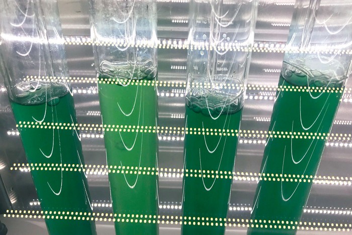 Linking photosynthesis and hydrogen production in algae