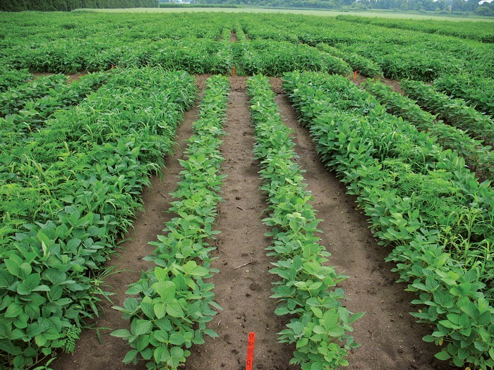 New weed control tool comes with an asterisk