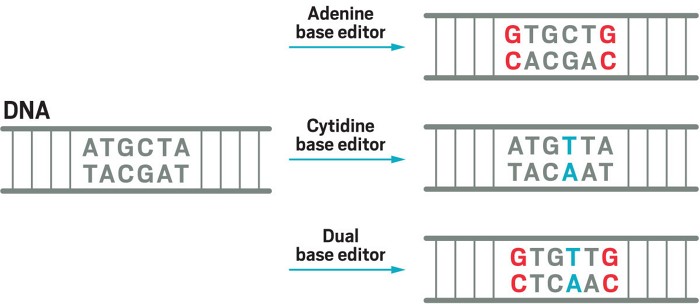 2-in-1 base editors make two DNA edits at once