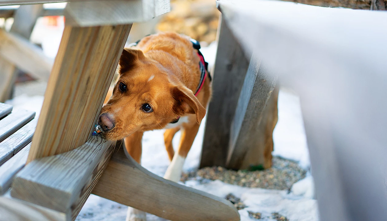 Smelly science: Scent training your dog and the sweet smell of fresh ...