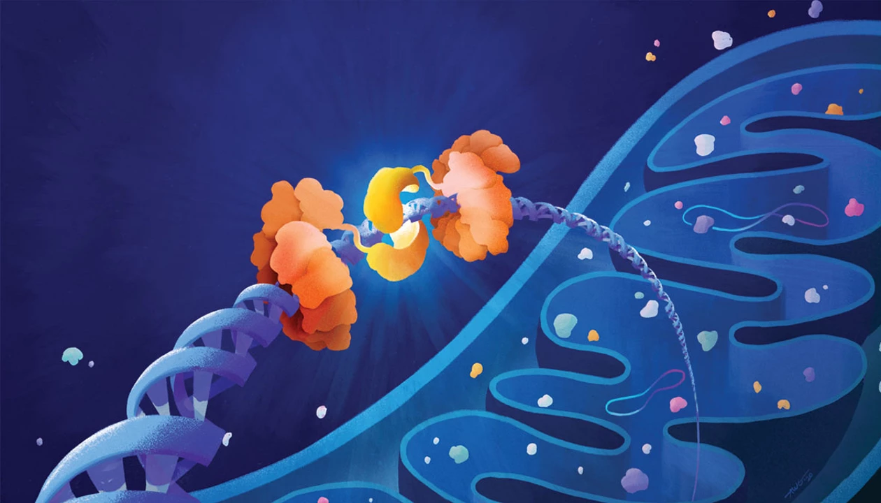New type of base editor works on mitochondrial DNA