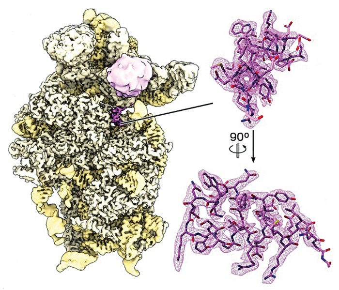 Ribosome Drawing