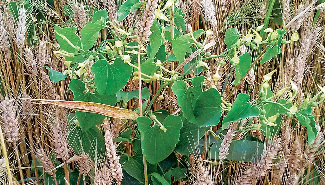 Mysterious kidney disease traced to plant toxins