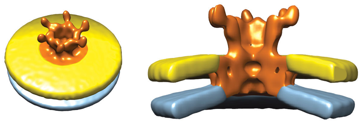 Electron microscopy reveals coronavirus replication structure