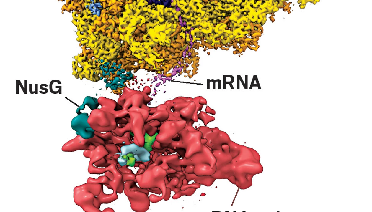 Delving into bacterial gene-expression machinery